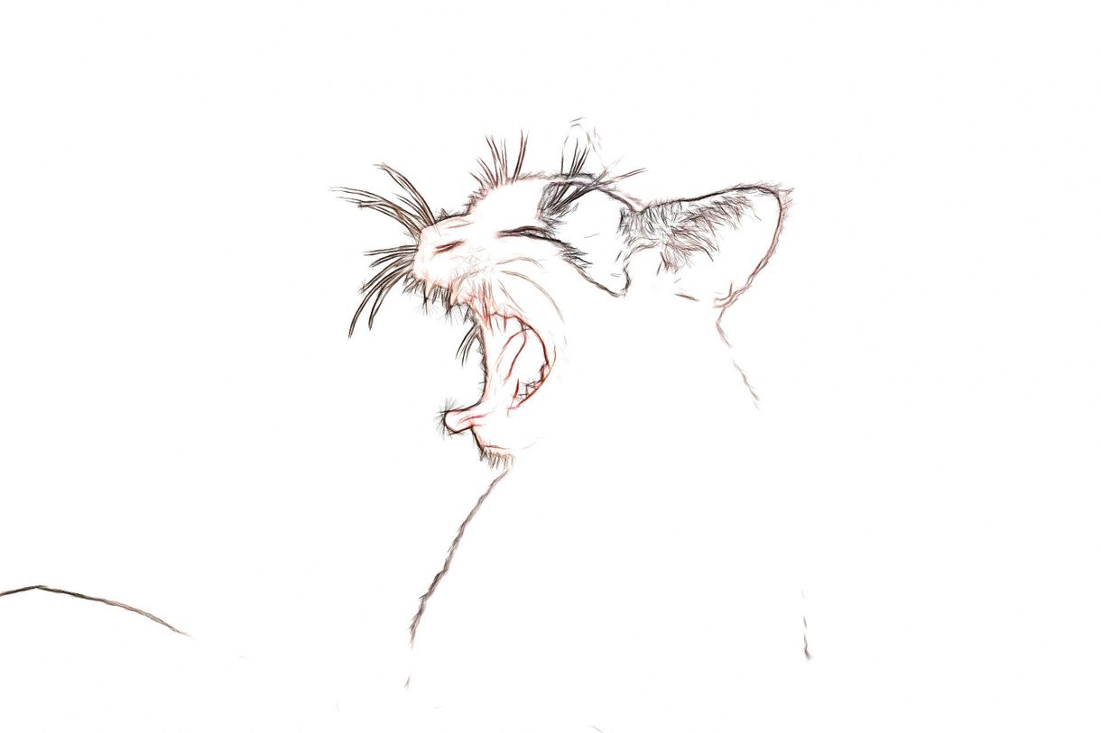 Picture Outline Maker | Turn Photo Into Line Drawing with AI