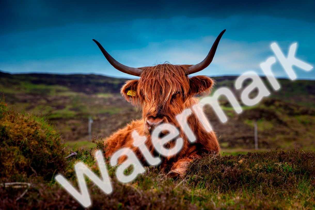 Batch Watermark Software For PC - Free Download