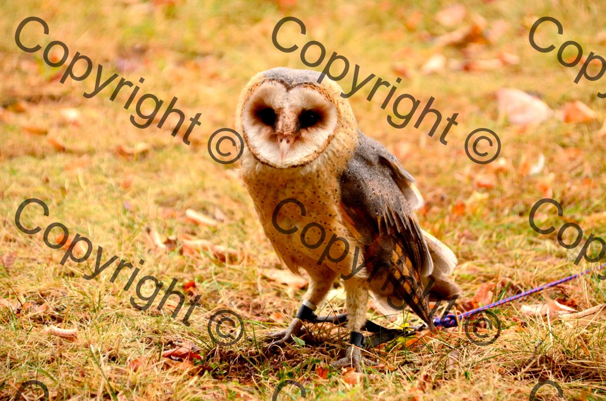 Batch Watermark Software For PC - Free Download