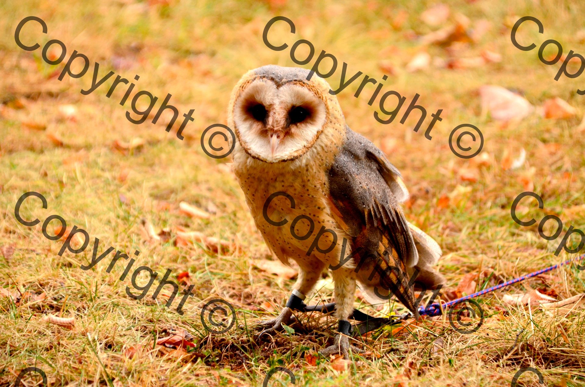 Batch Watermark Software For PC - Free Download