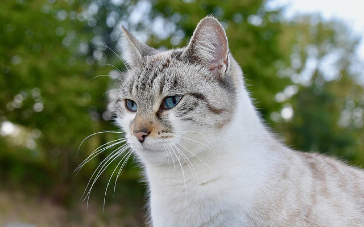 How to Unblur an Image - Fix Blurred Photo in Just a Click.