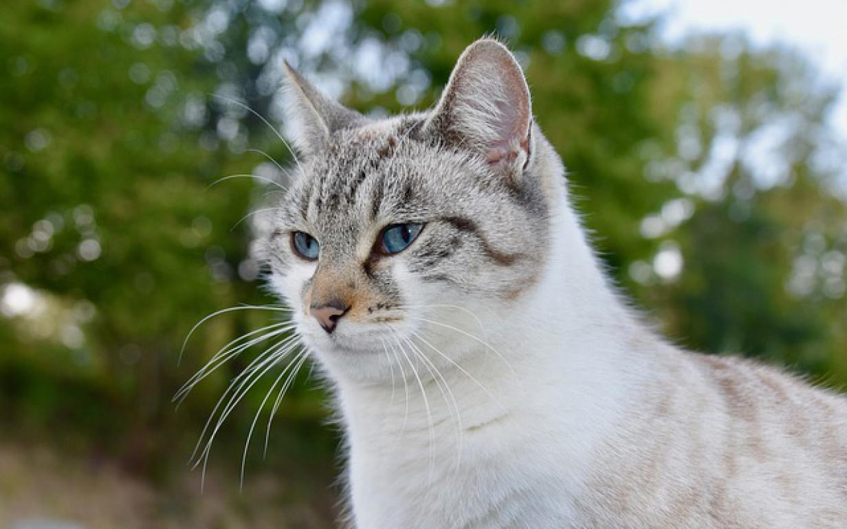 How to Unblur an Image - Fix Blurred Photo in Just a Click.